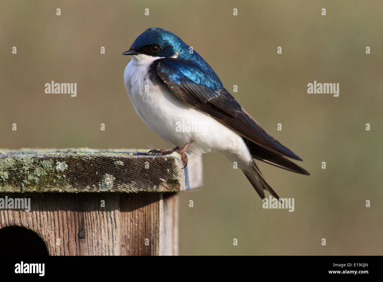 Male tree swallow hi-res stock photography and images - Alamy