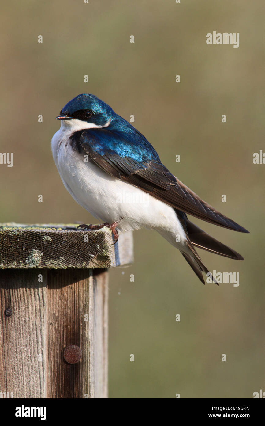 Male tree swallow hi-res stock photography and images - Alamy