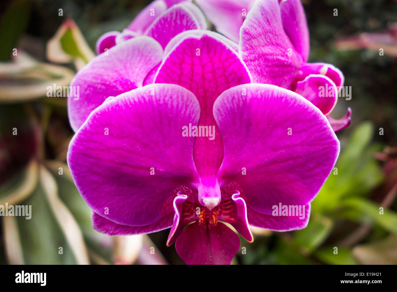 Pittsburgh flowers hi-res stock photography and images - Alamy