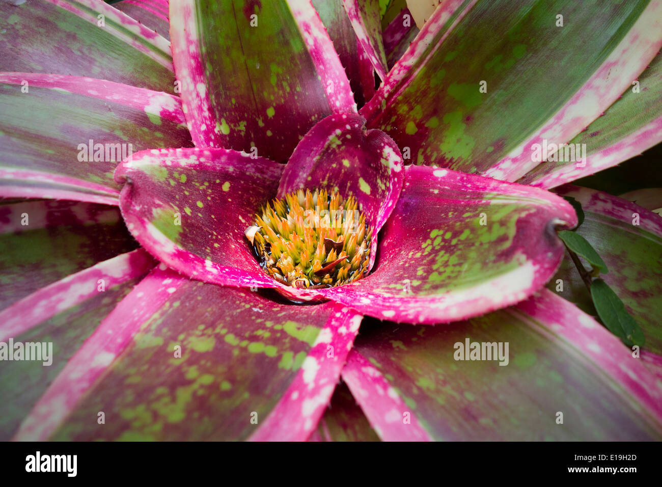 Pittsburgh flowers hi-res stock photography and images - Alamy