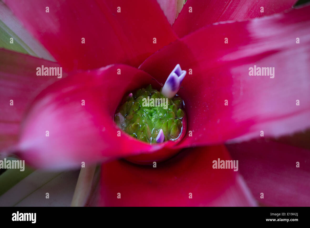 Pittsburgh flowers hi-res stock photography and images - Alamy