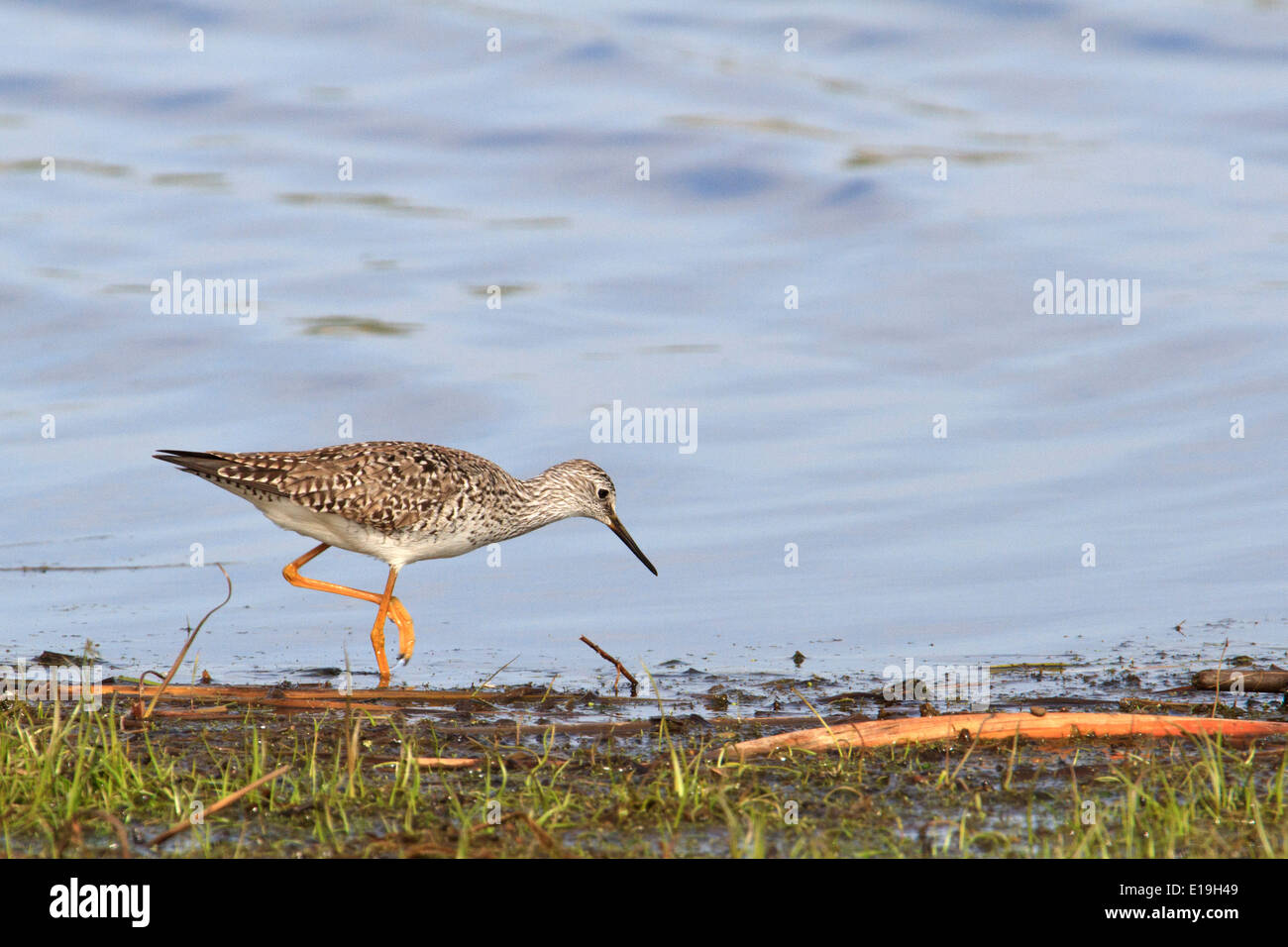 Lesser yellowlegs (Tringa flavipes) wading for food Stock Photo - Alamy