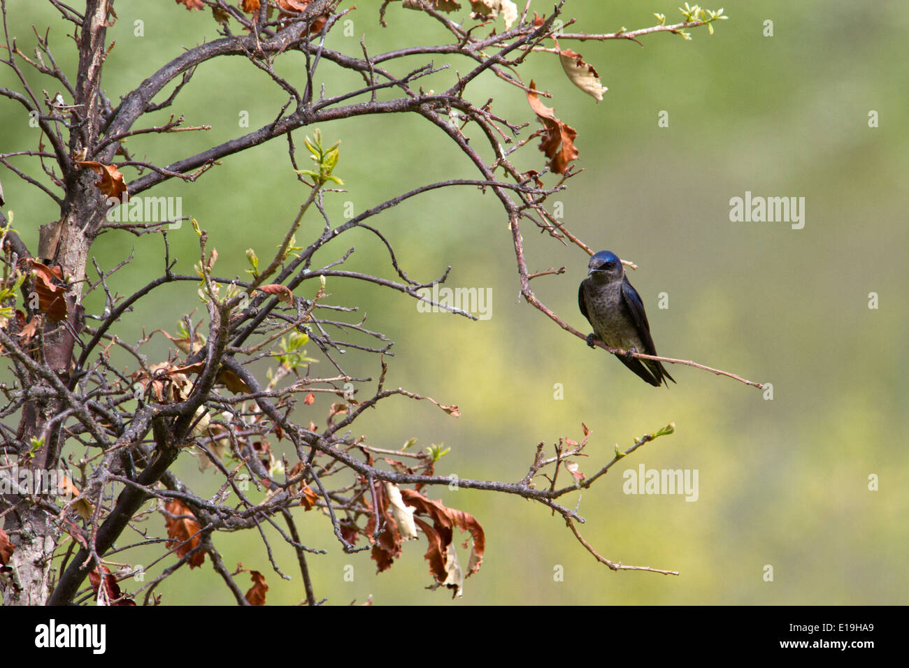Purple martin hi-res stock photography and images - Alamy
