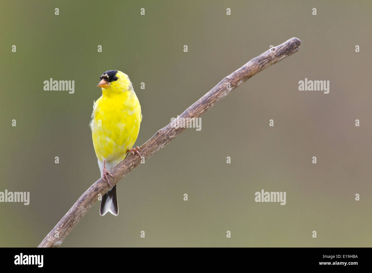Goldfinch (Carduelis trista) on tree branch during the Spring migration ...