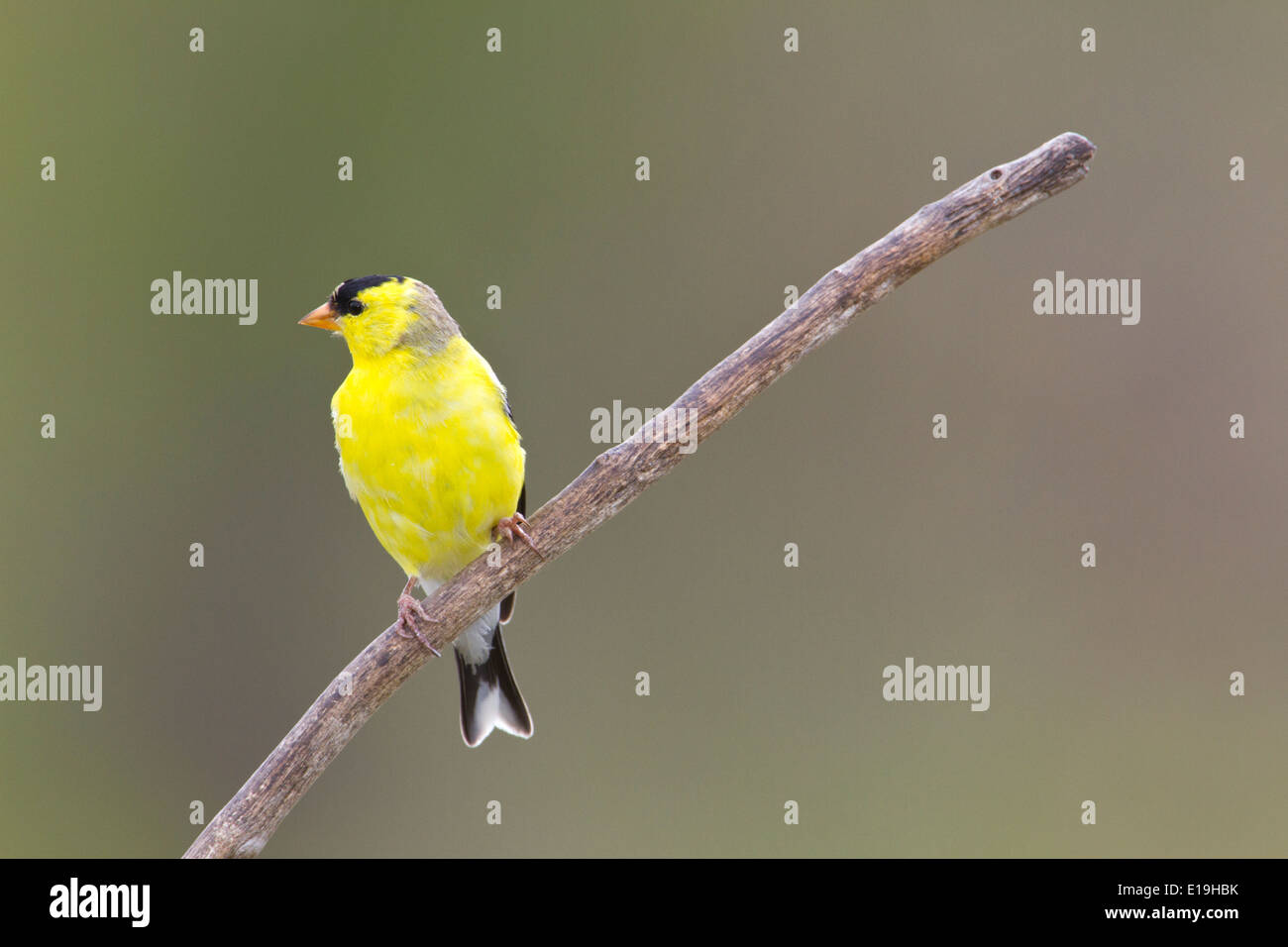 Goldfinch (Carduelis trista) on tree branch during the Spring migration ...