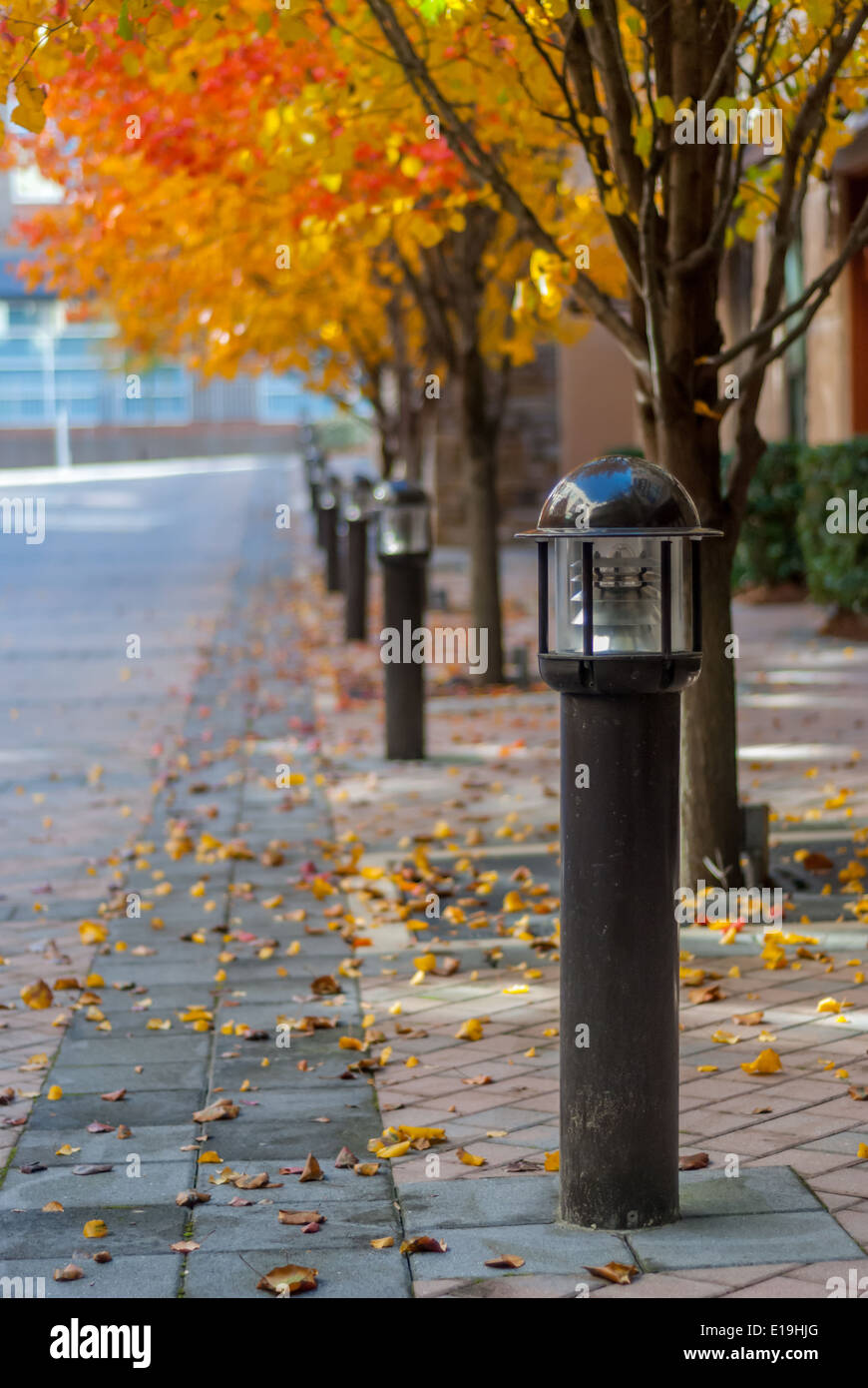 Treelined driveway hi-res stock photography and images - Alamy