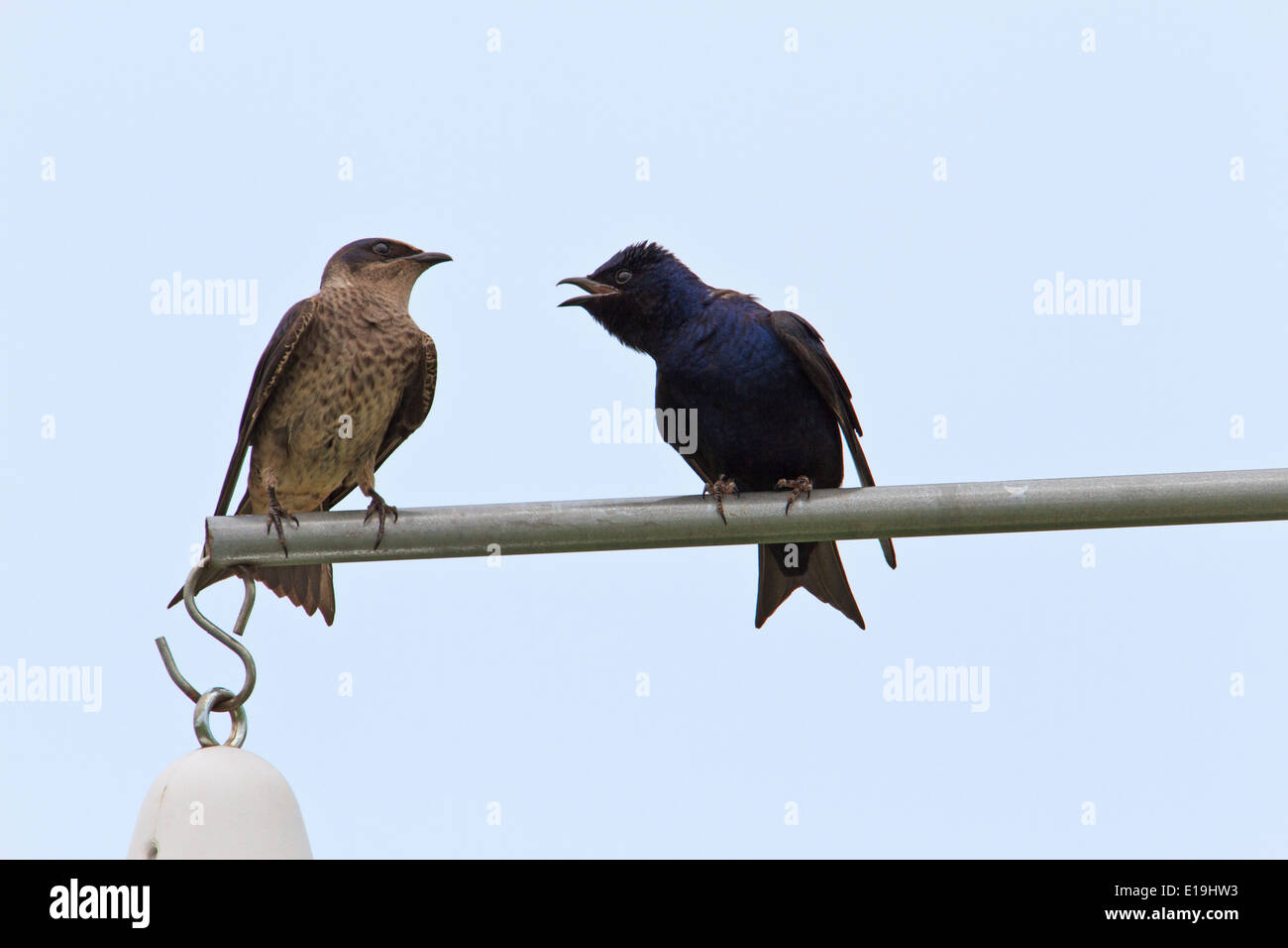 Purple martin progne subis hi-res stock photography and images - Alamy