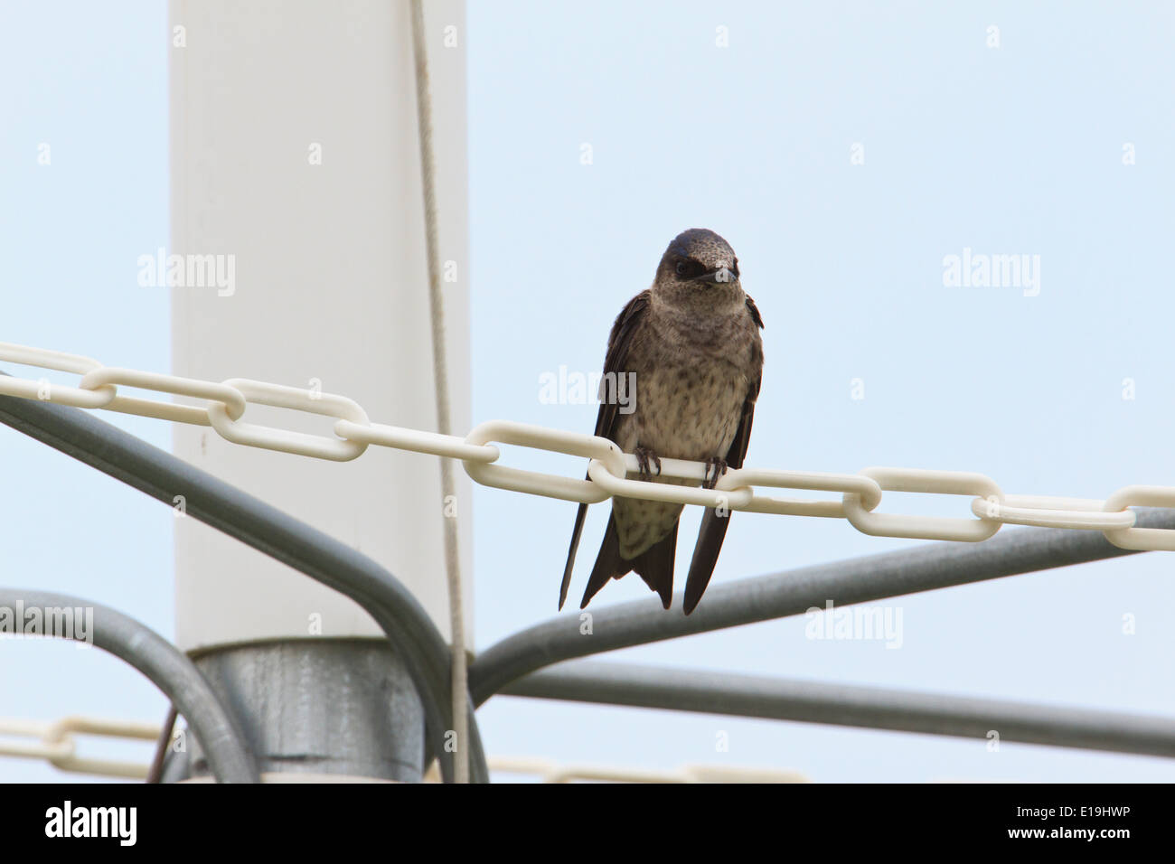 Female purple martin hi-res stock photography and images - Alamy