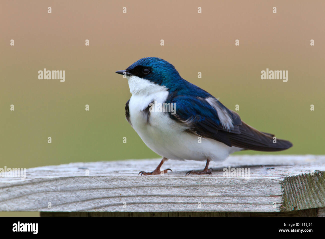 Male Tree swallow (Tachycineta bicolor) perched on a tree house Stock ...