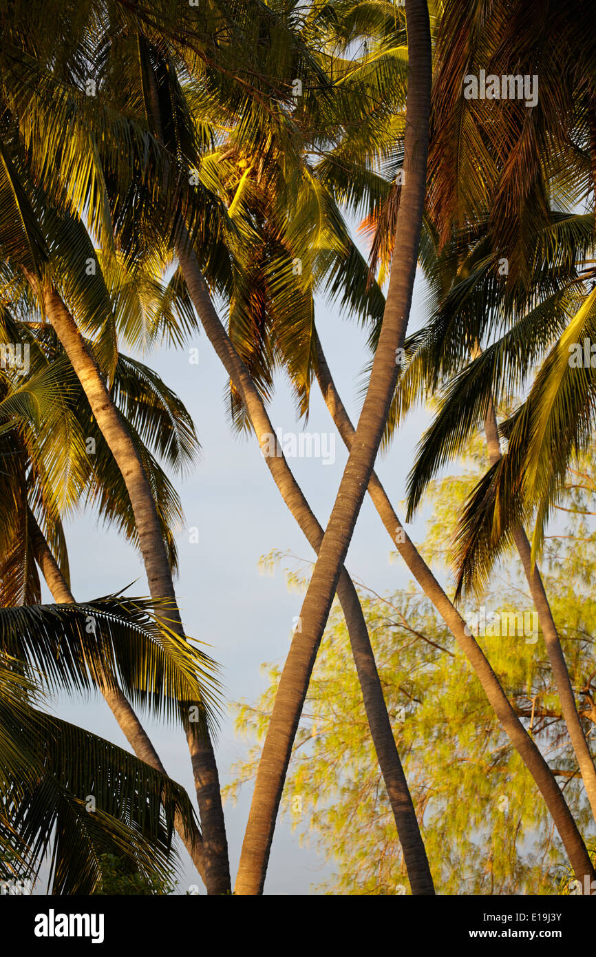 Crossing palm trees on tropical beach Stock Photo - Alamy