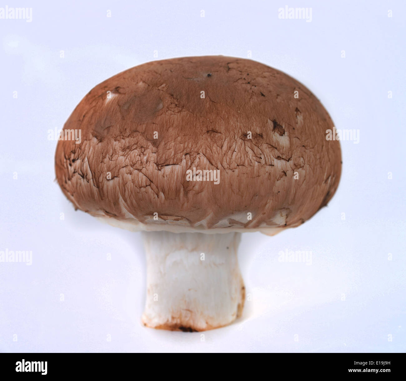 Champignon mushroom hi-res stock photography and images - Alamy