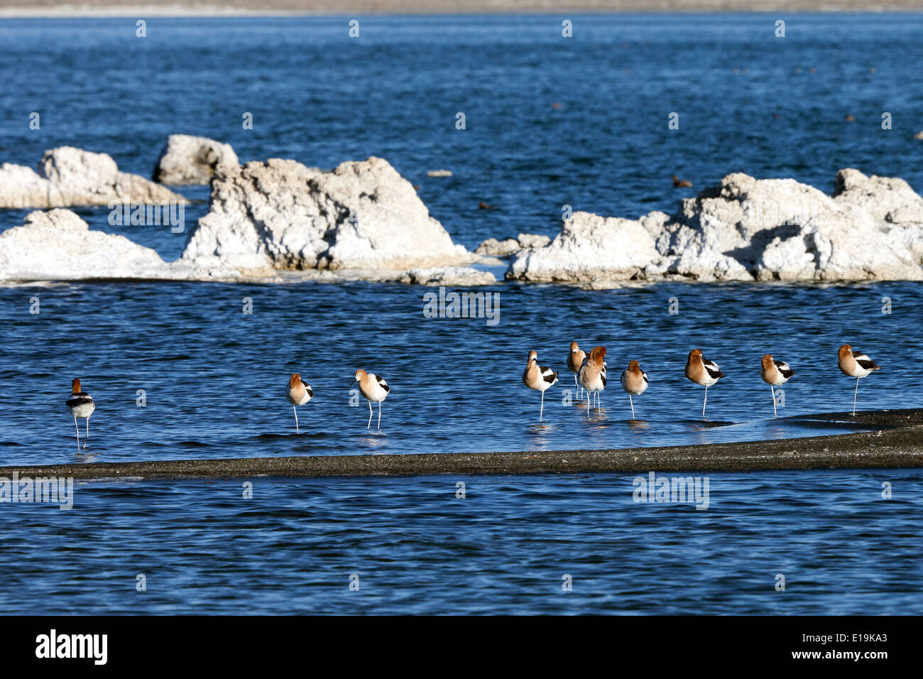 American Avocets (Recurvirostra Americana) in breeding plummage forage ...
