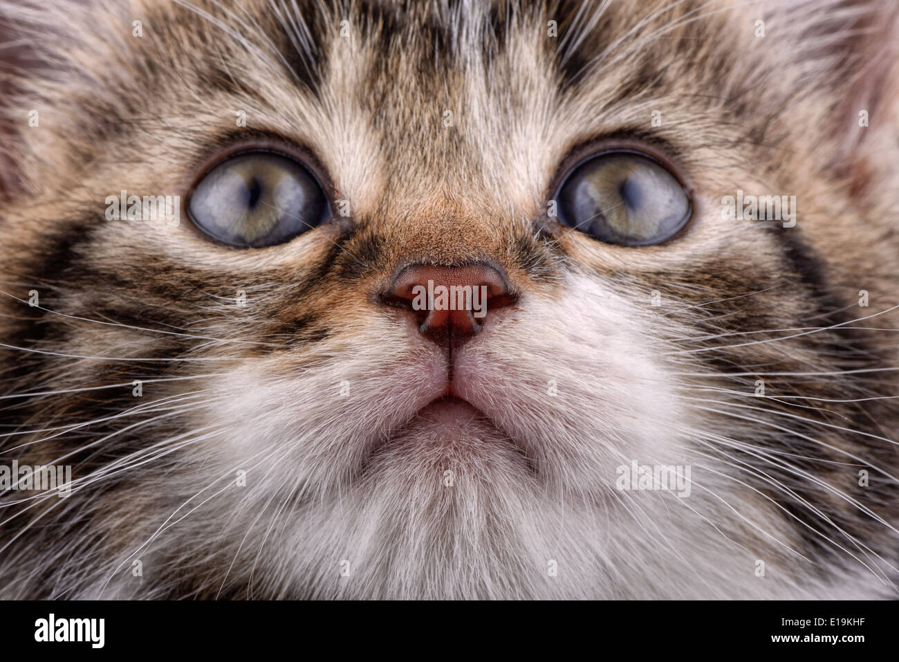 Kitten looking up Stock Photo - Alamy