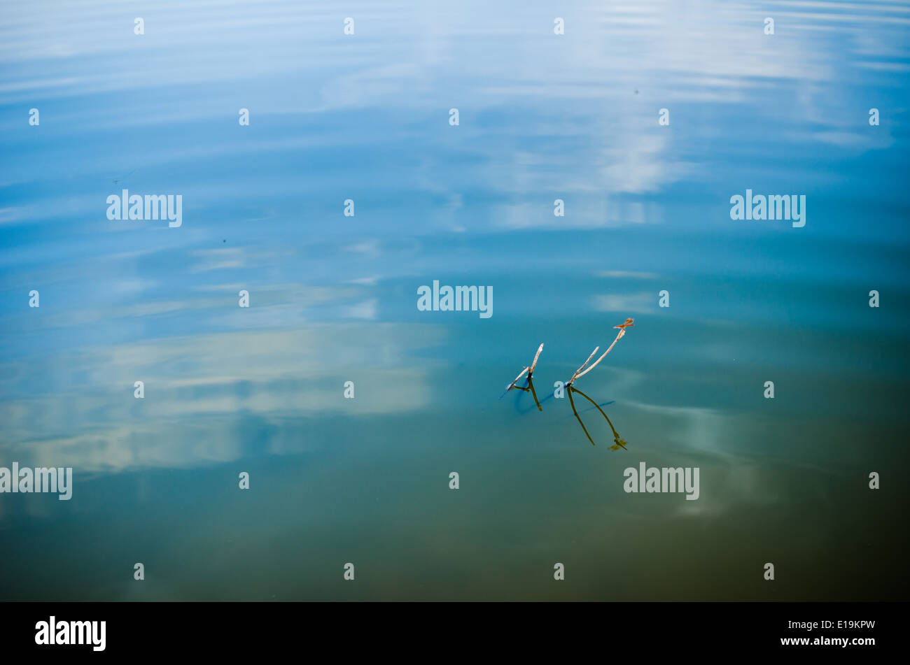 Pond and water reflection in spring nature in Thailand Stock Photo - Alamy