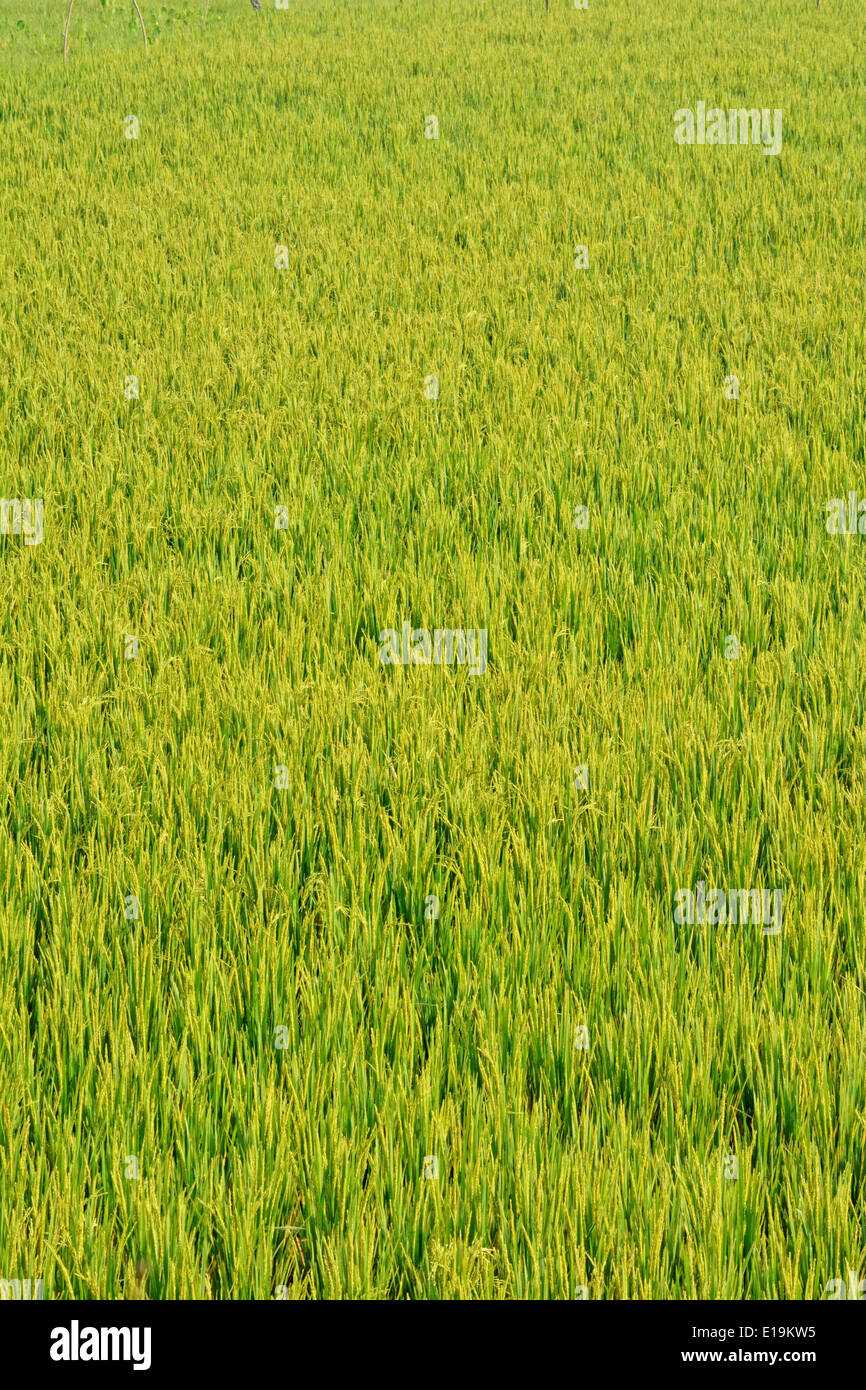 Rice field variety hi-res stock photography and images - Alamy