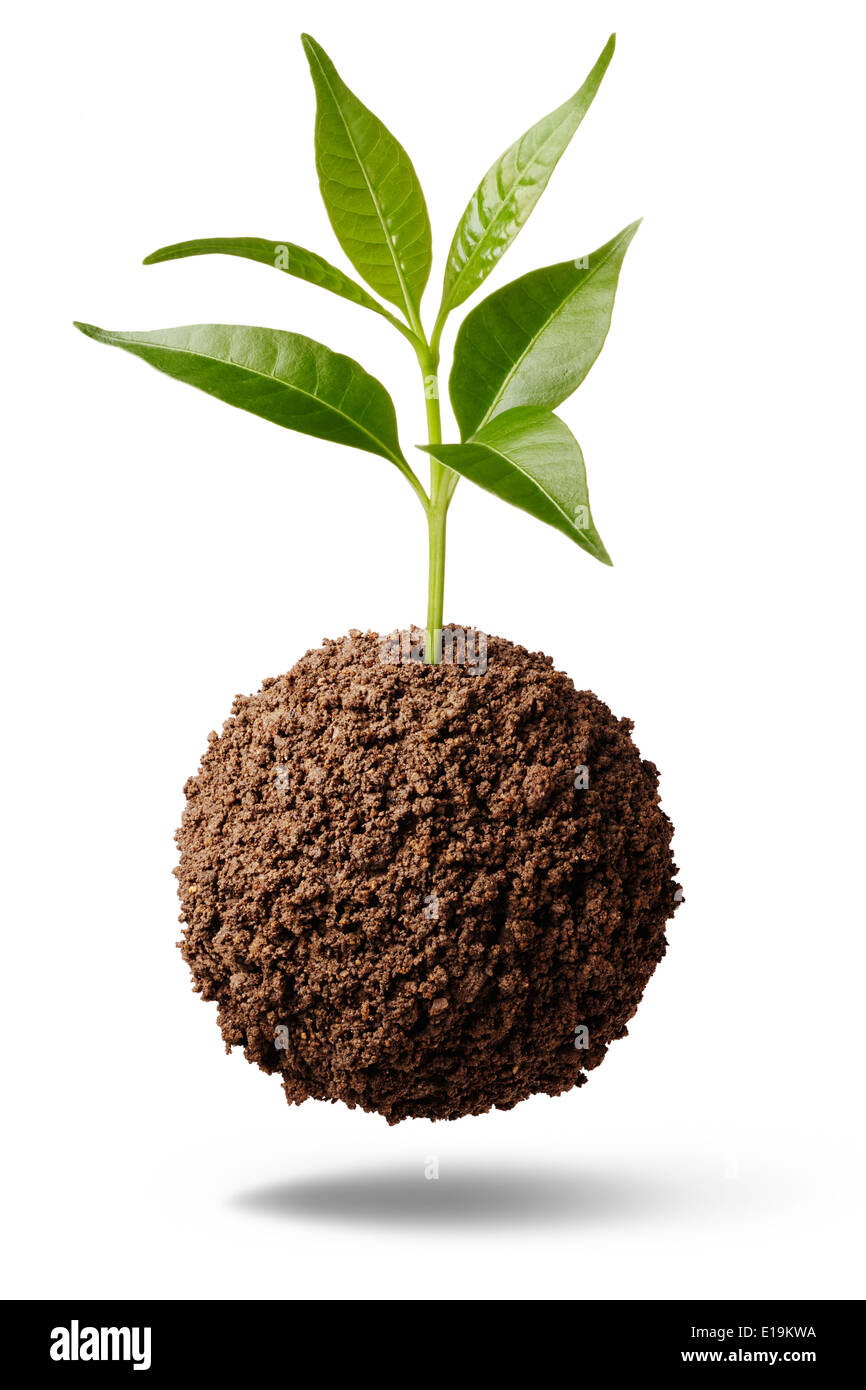 sphere shape soil with plant isolated on white Stock Photo - Alamy