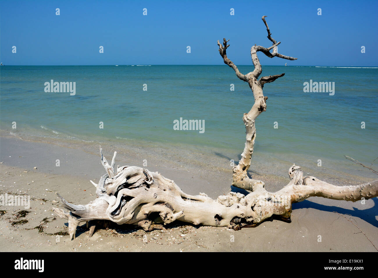 dead tree on the beach Stock Photo - Alamy