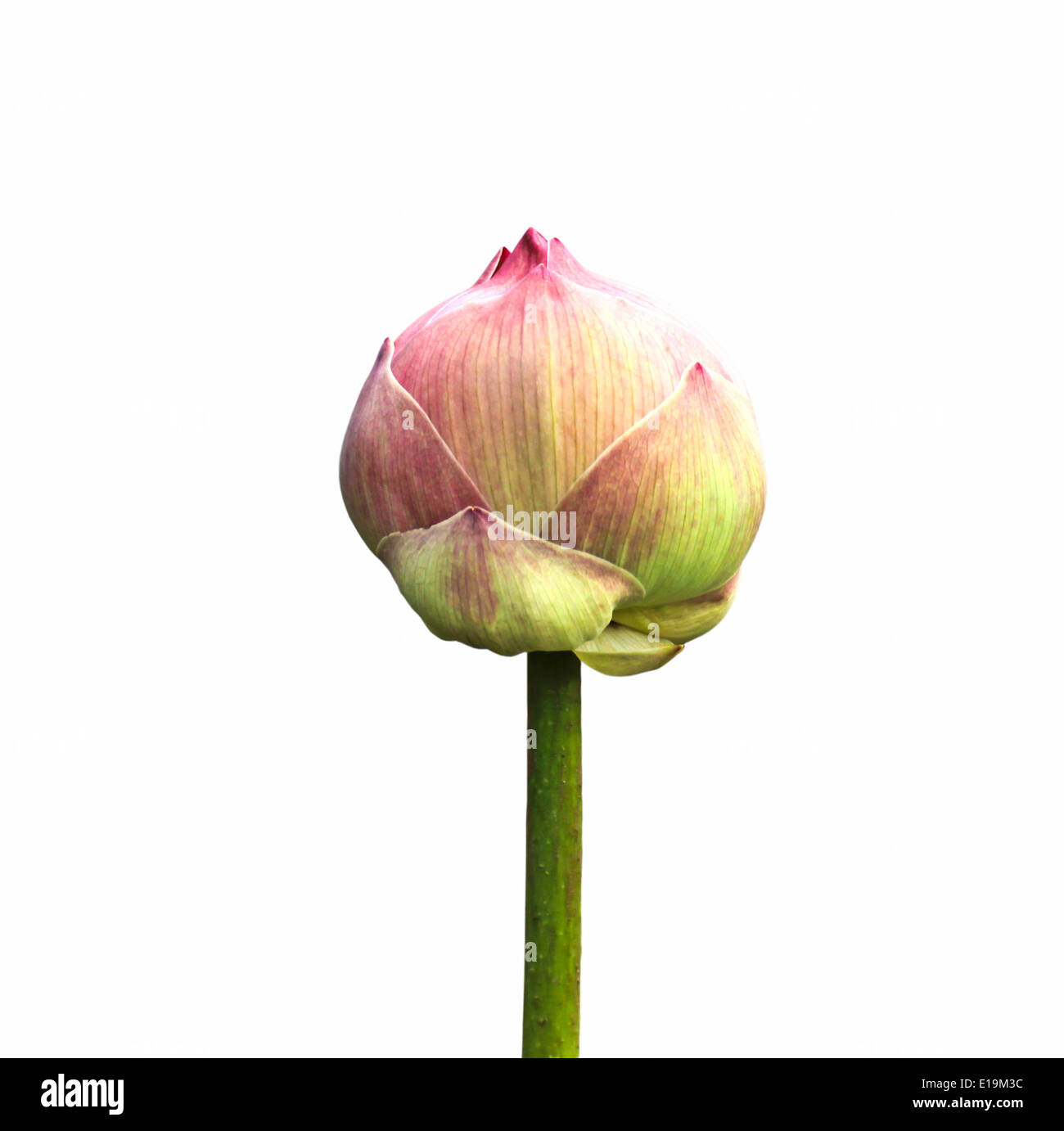 Lotus Flower isolated on white background Stock Photo - Alamy