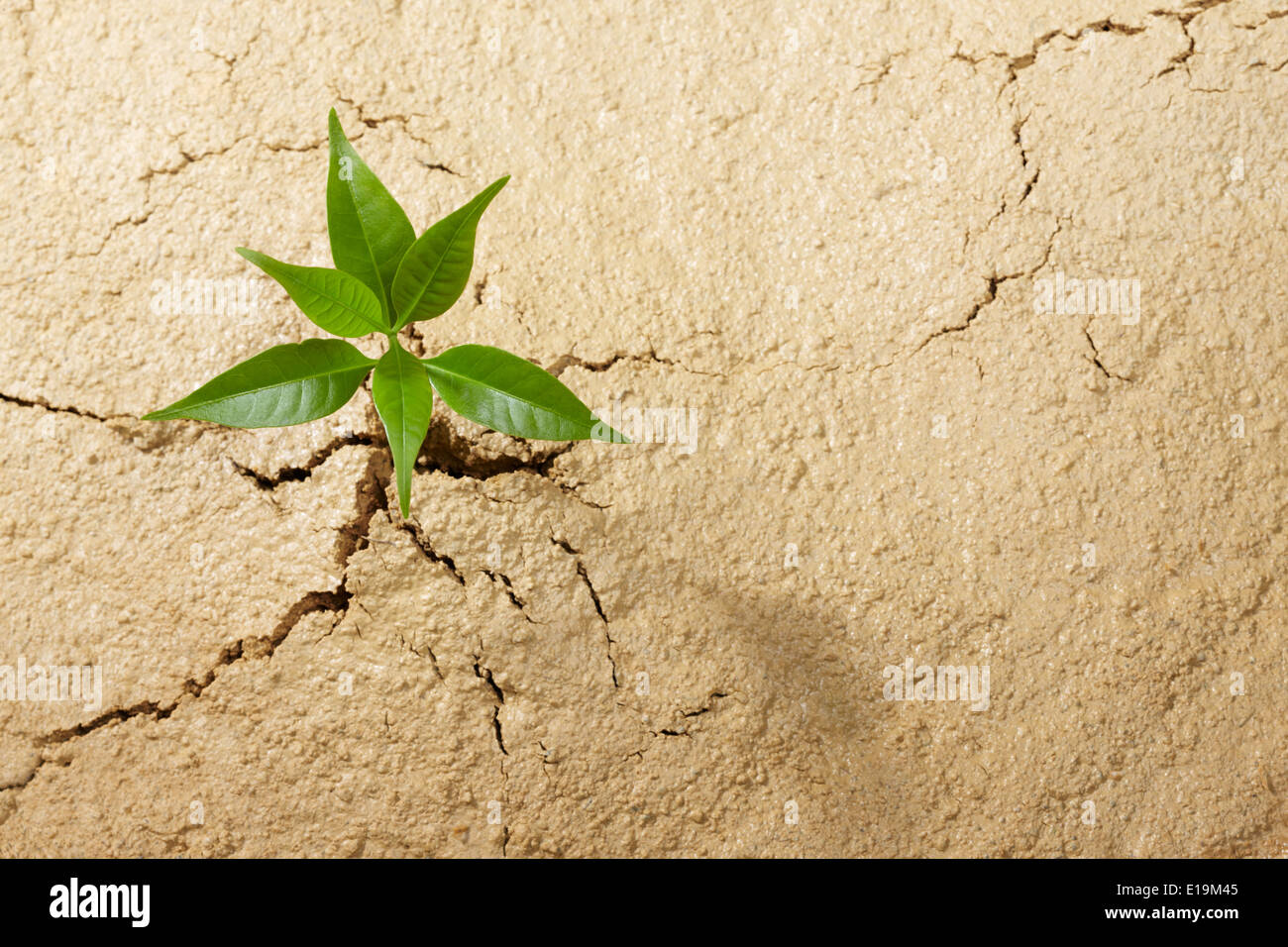 small plant breaking out from cracked soil Stock Photo - Alamy