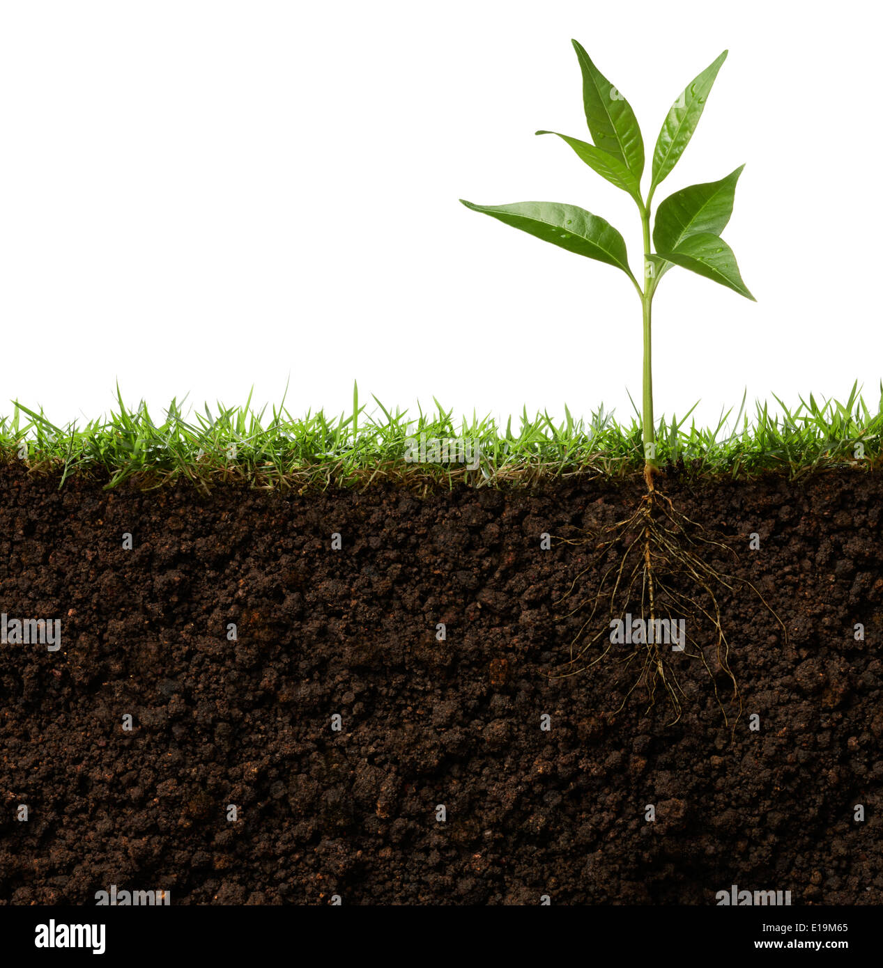 Plant roots cross section hi-res stock photography and images - Alamy