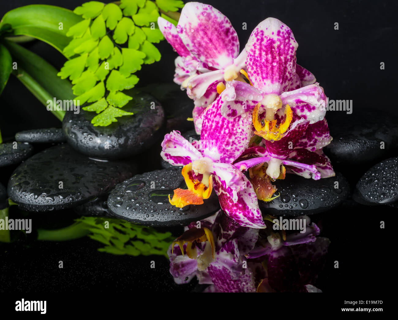 Beautiful spa setting of lace purple orchid (phalaenopsis), zen stones ...
