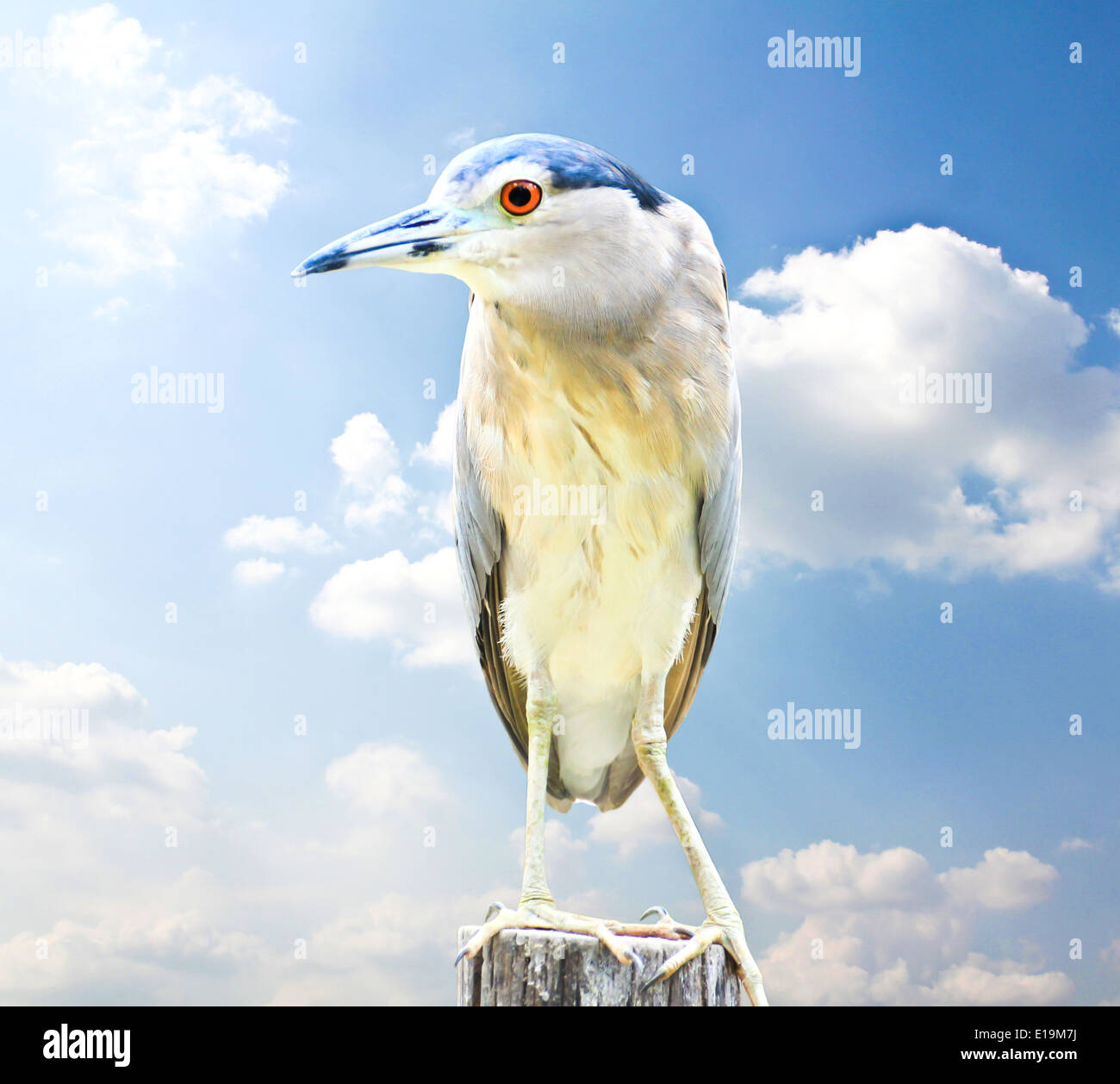 Black-crowned Night Heron Bird on blue sky background Stock Photo - Alamy