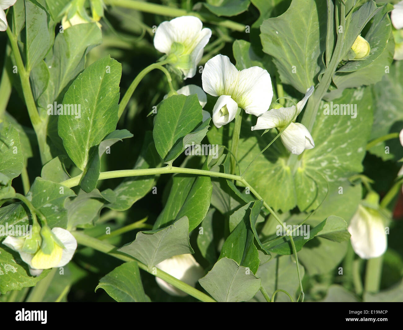green peas growing on the farm Stock Photo - Alamy