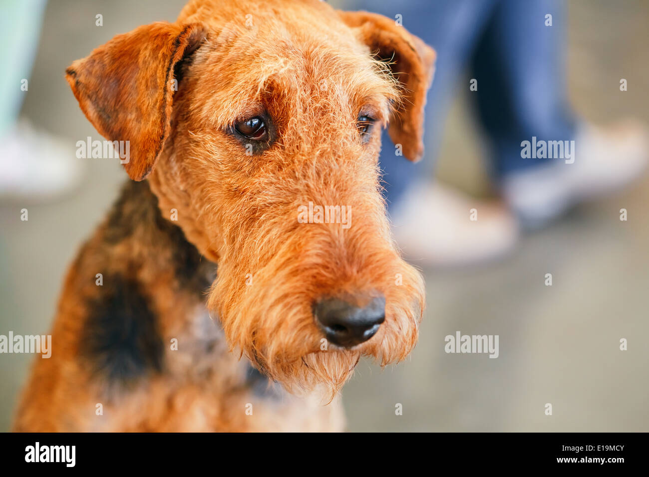 Red fox terrier hi-res stock photography and images - Alamy