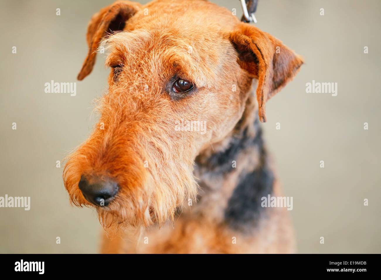 Brown Airedale Terriers dog close up portrait Stock Photo - Alamy