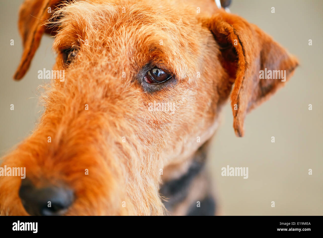 Red fox terrier hi-res stock photography and images - Alamy