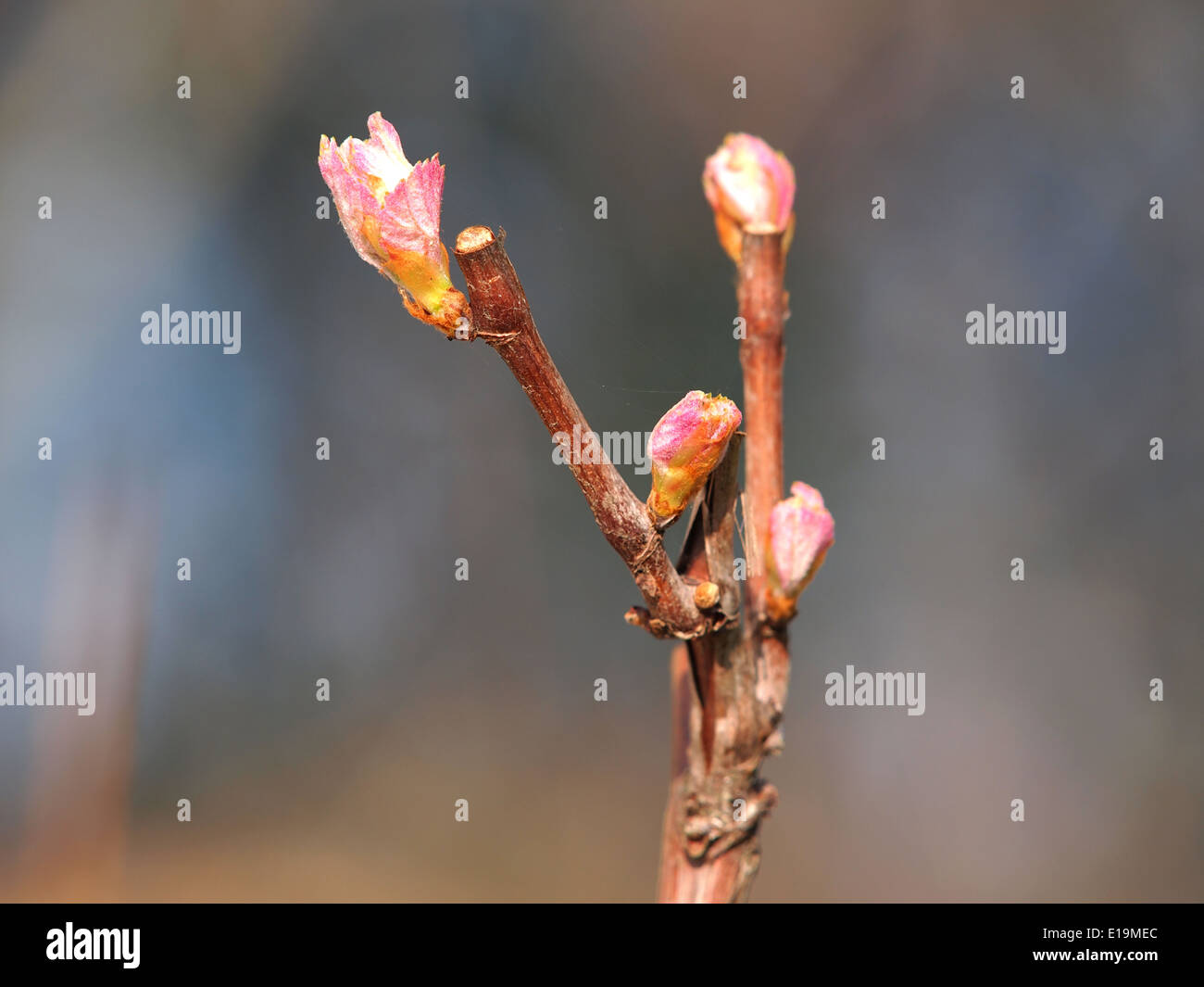 Spring buds sprouting on a grape vine in the vineyard Stock Photo - Alamy