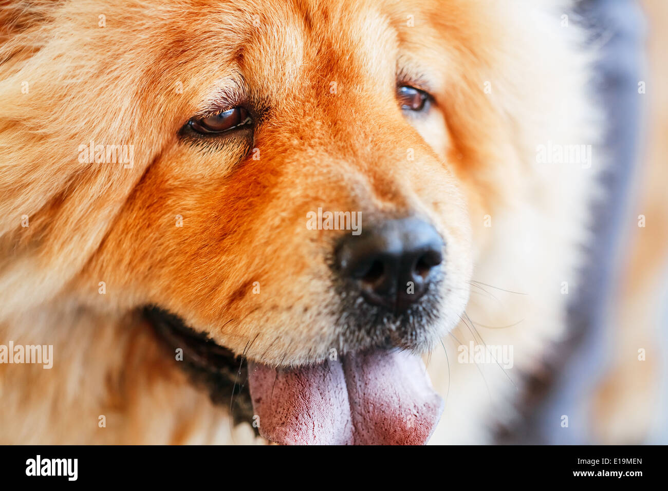 Red Chines chow chow dog close up portrait Stock Photo - Alamy