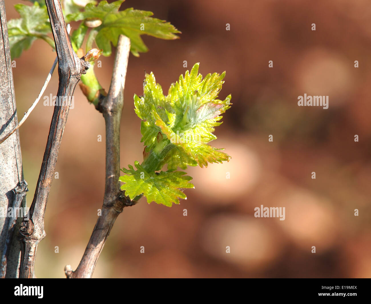 Spring buds sprouting on a grape vine in the vineyard Stock Photo - Alamy