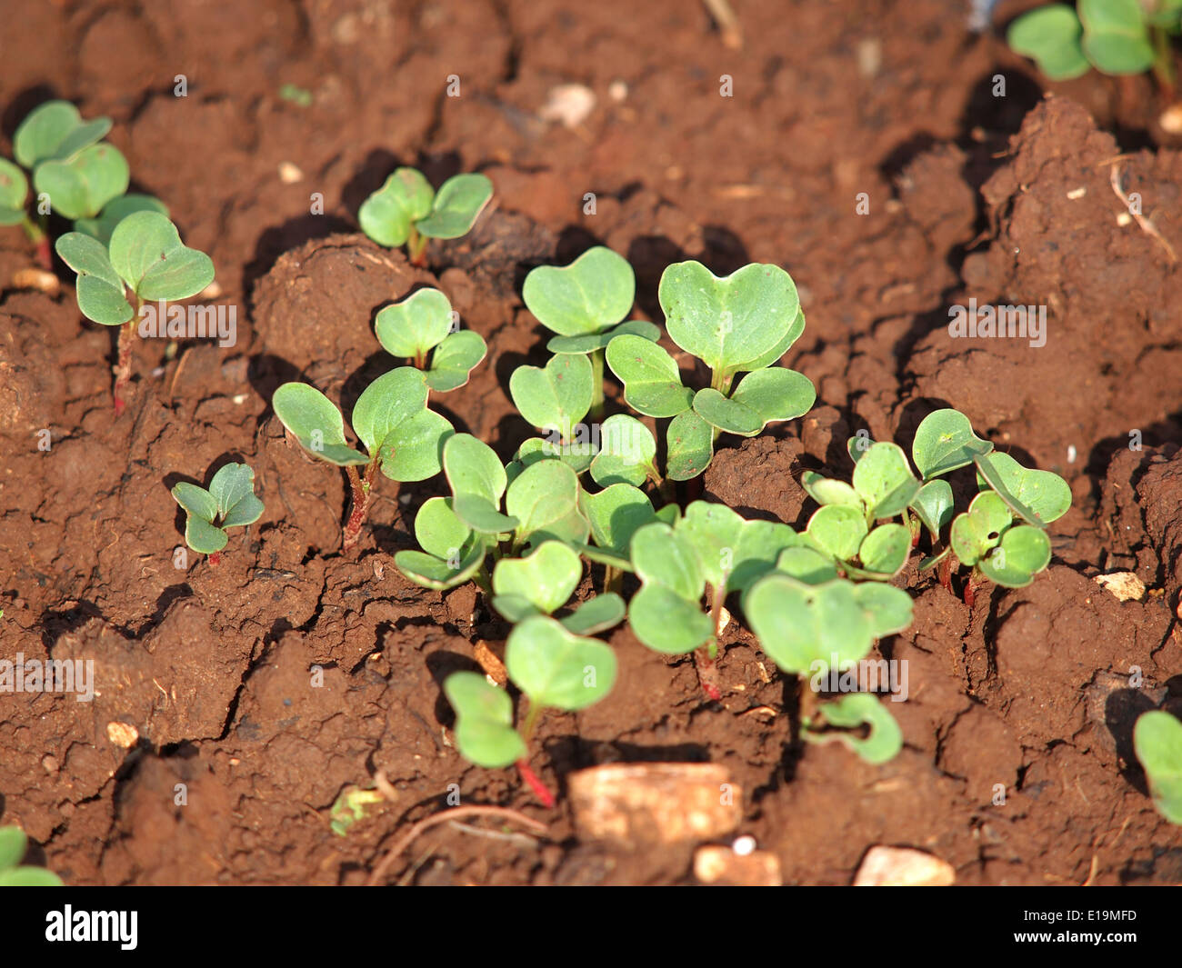 Seedling radish hi-res stock photography and images - Alamy