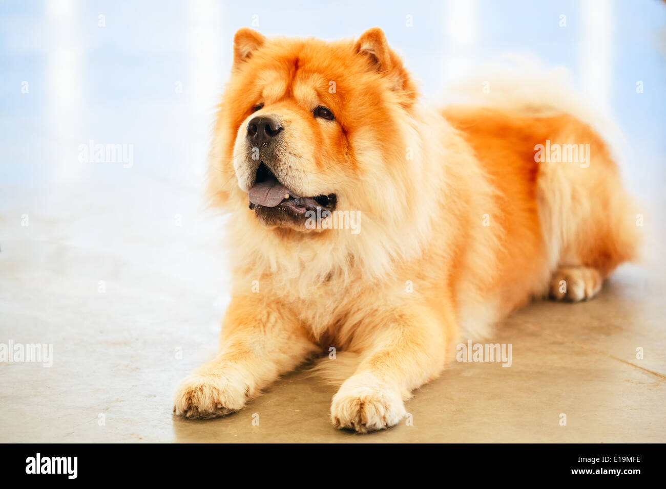 Red Chines chow chow dog close up portrait Stock Photo - Alamy