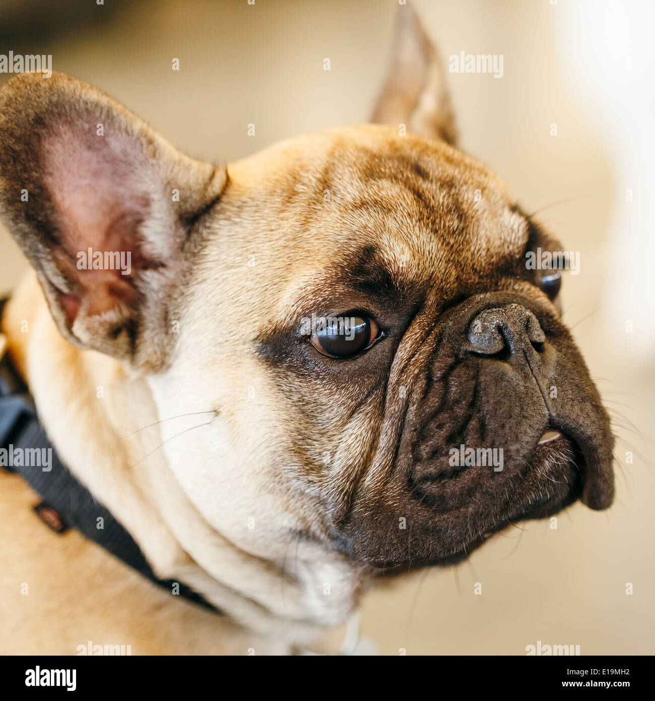 Close up bulldog face hi-res stock photography and images - Alamy