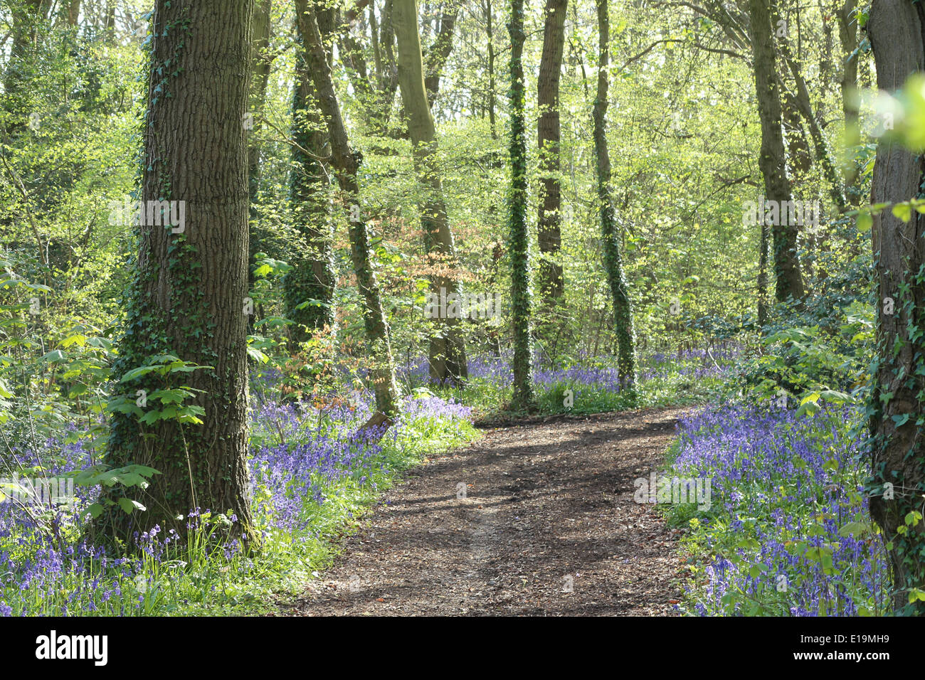 Bluebell trail hi-res stock photography and images - Alamy