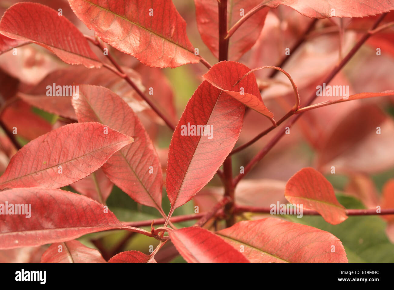 Russet leaves hi-res stock photography and images - Alamy