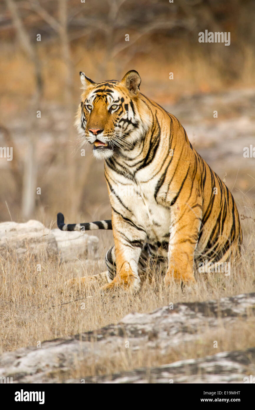 male tiger sitting up looking intently forwards into the distance ...
