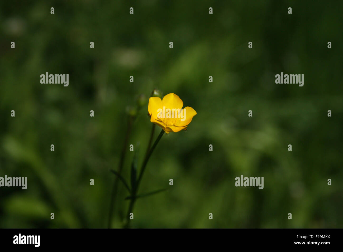 Meadow buttercup, Ranunculus acris, Carpathian mountains Stock Photo ...