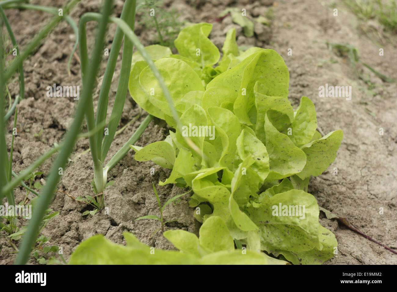 Vegetable garden, spring time, small farm Romania countryside Stock ...
