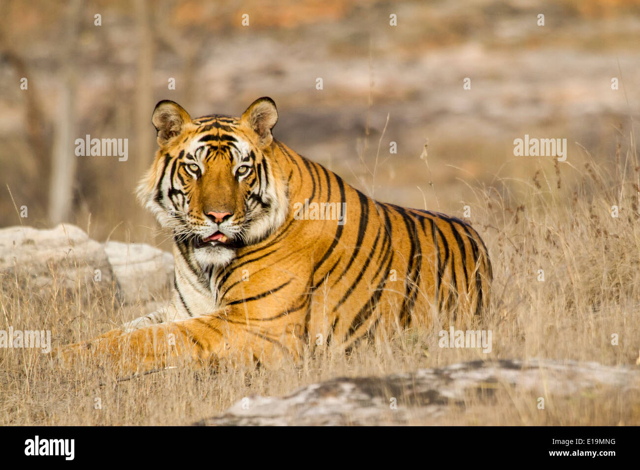 male tiger laying down looking intently forwards into the distance ...