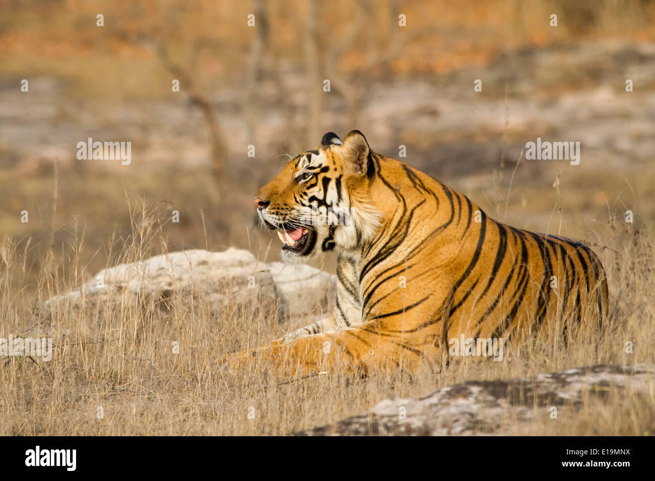 male tiger laying down looking sideways, Bandhavgarh National Park ...
