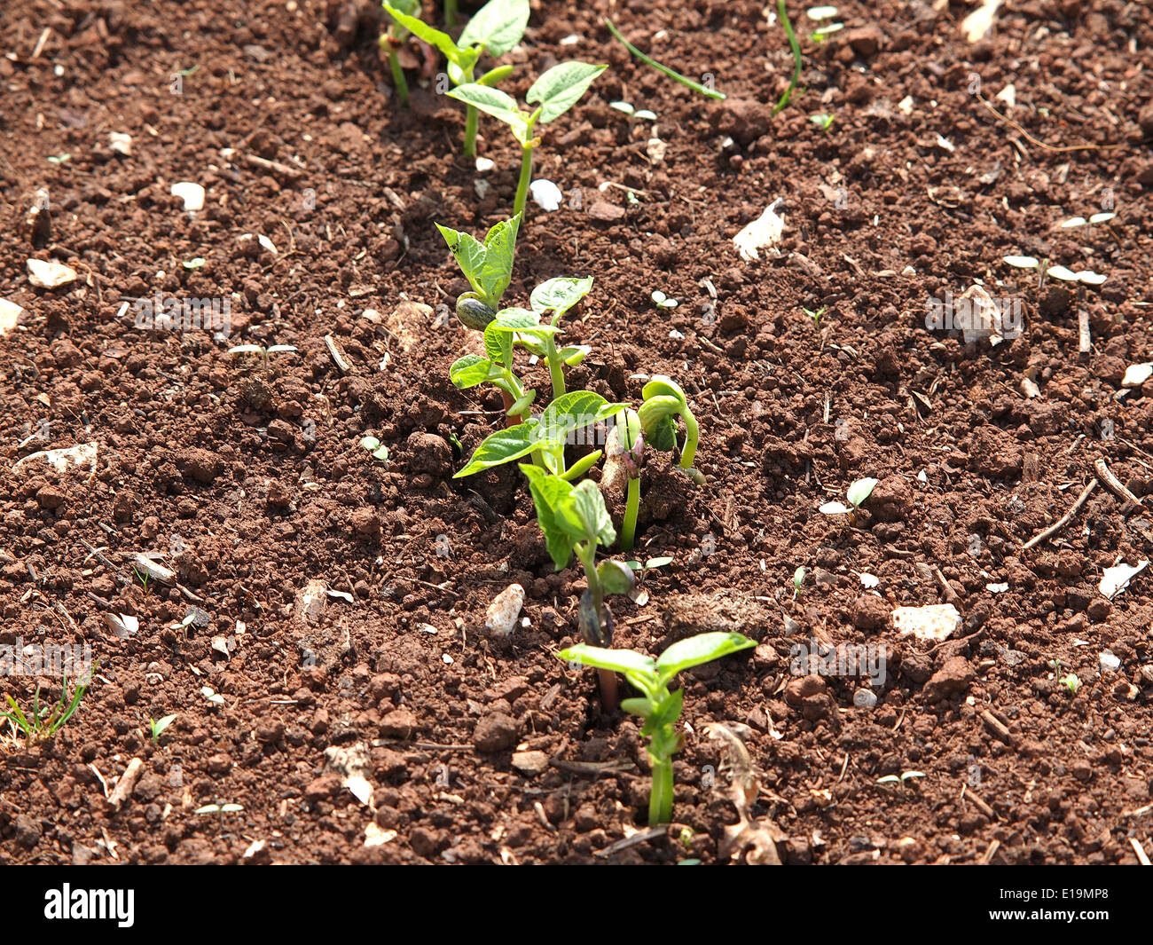 French beans sprout with two leafs in vegetable garden Stock Photo - Alamy
