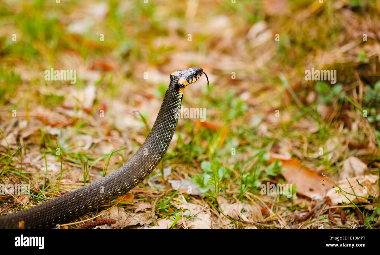 Grass Snake (Natrix natrix) adder head raising defensiveness in forest ...