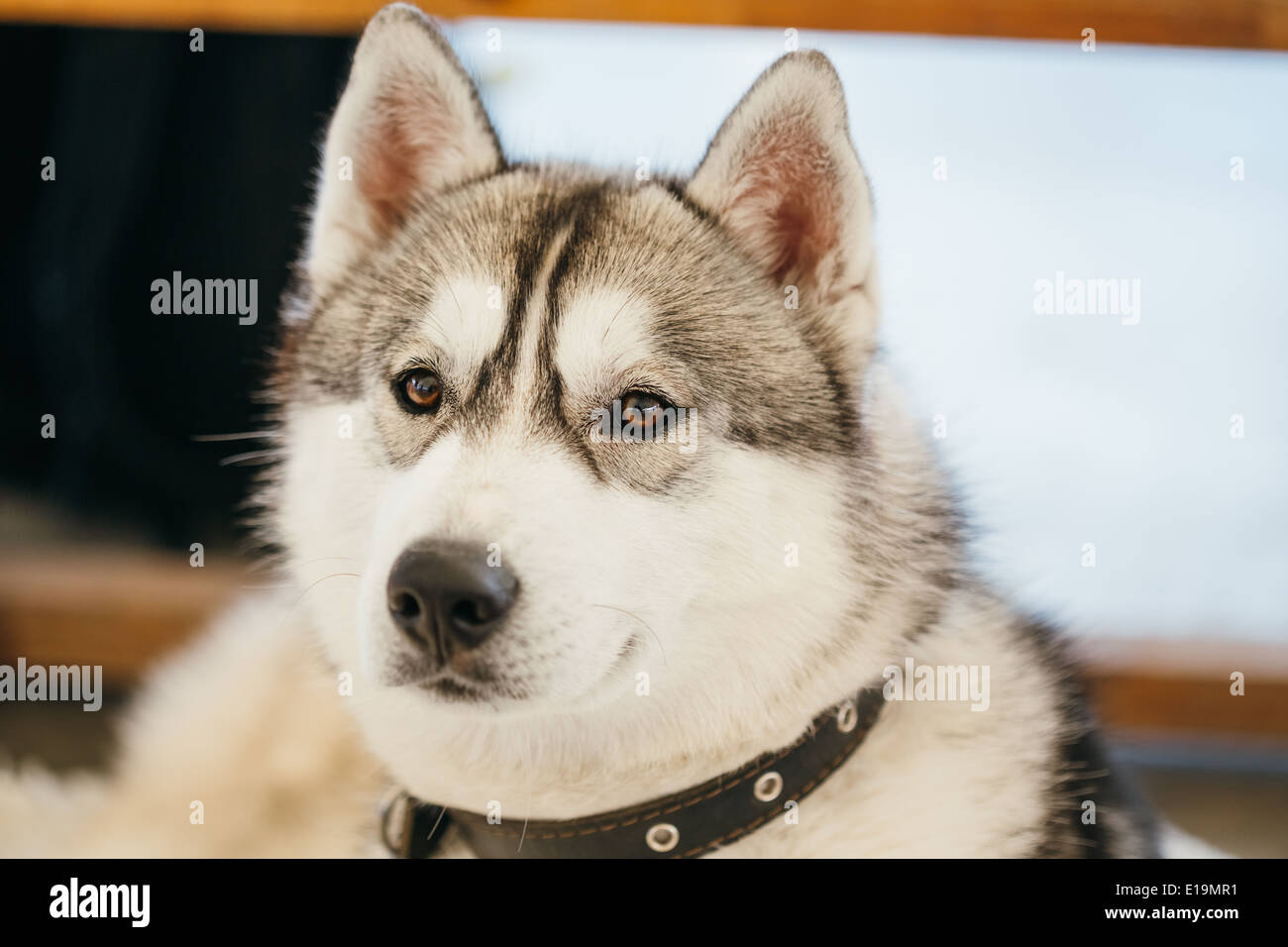 Gray Adult Siberian Husky Dog (Sibirsky husky) close up portrait Stock ...