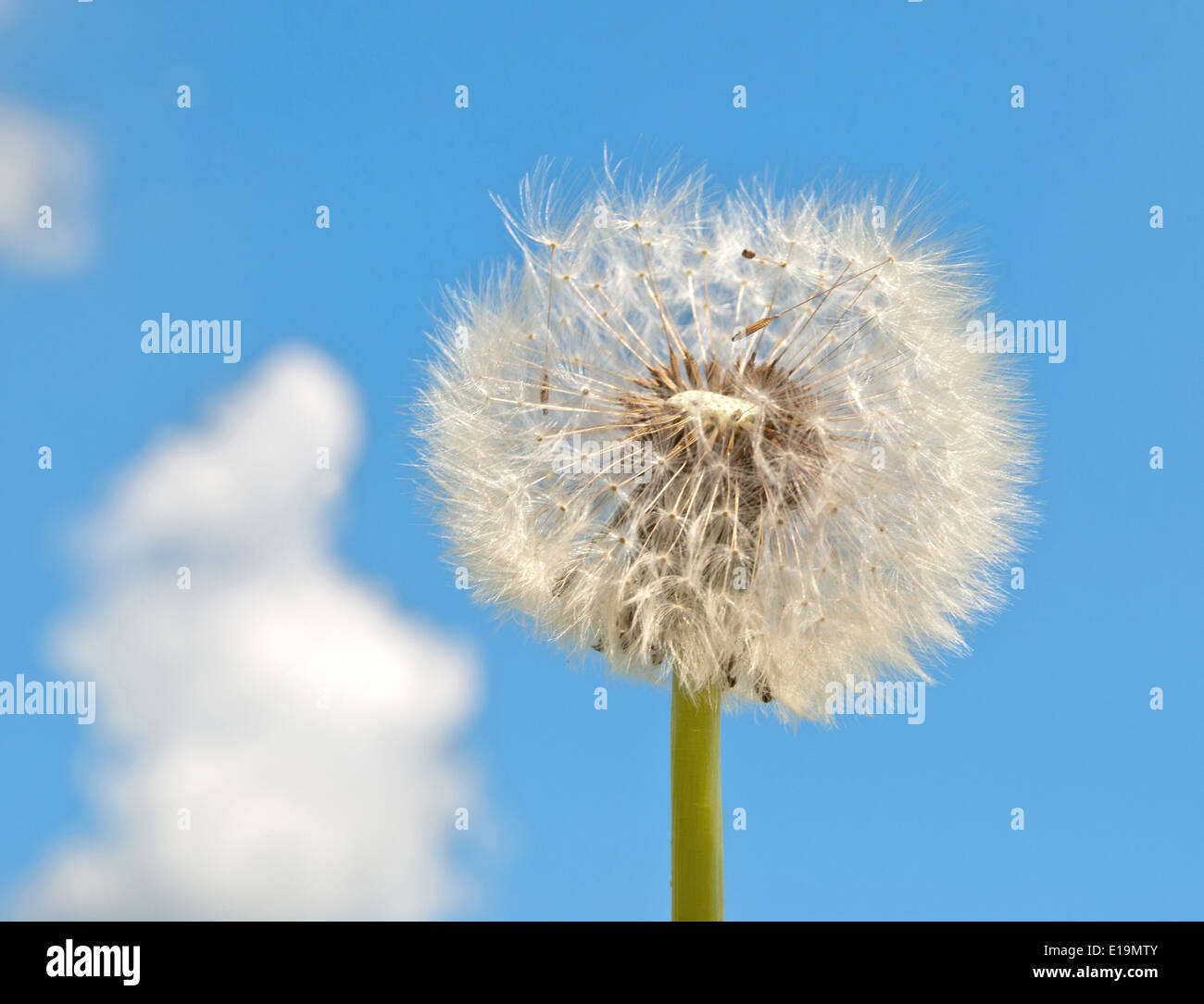 Fluffy seeds in air hi-res stock photography and images - Alamy