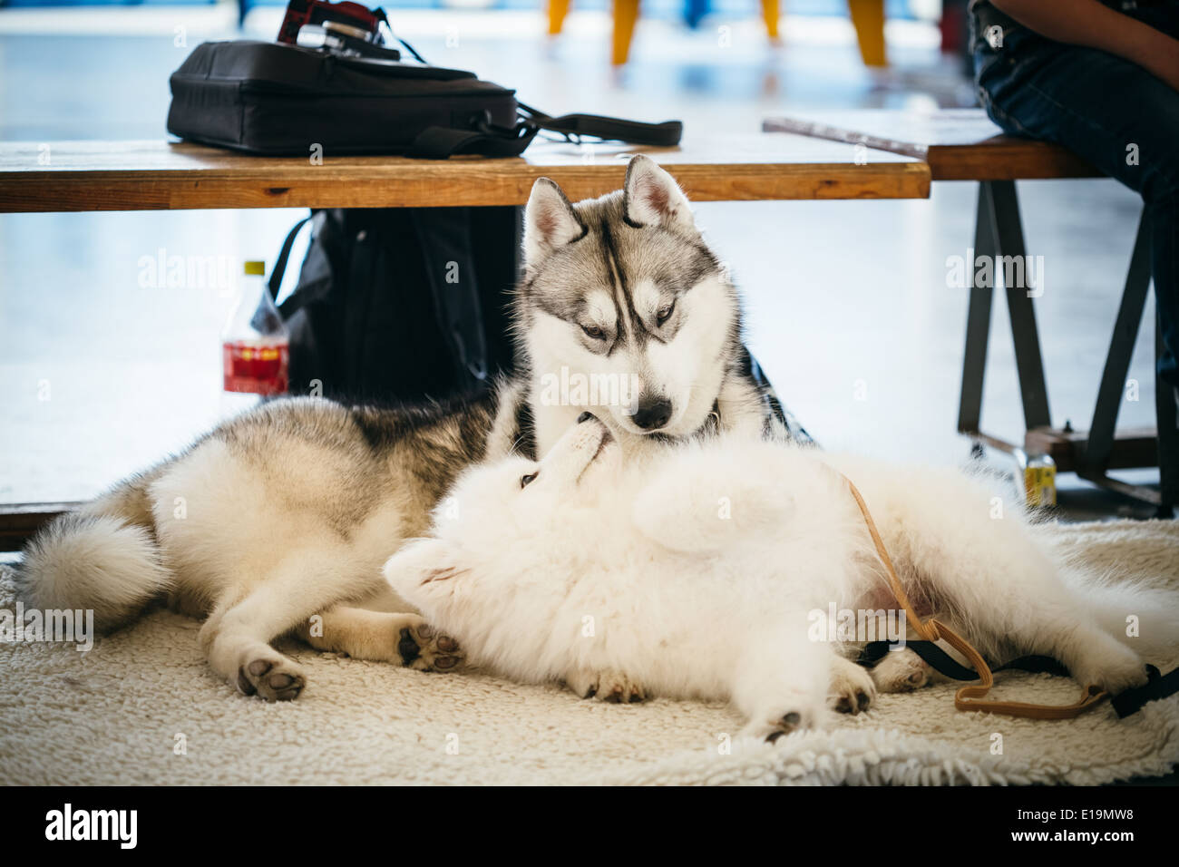 Gray Adult Siberian Husky Dog (Sibirsky husky) and young Samoyed ...