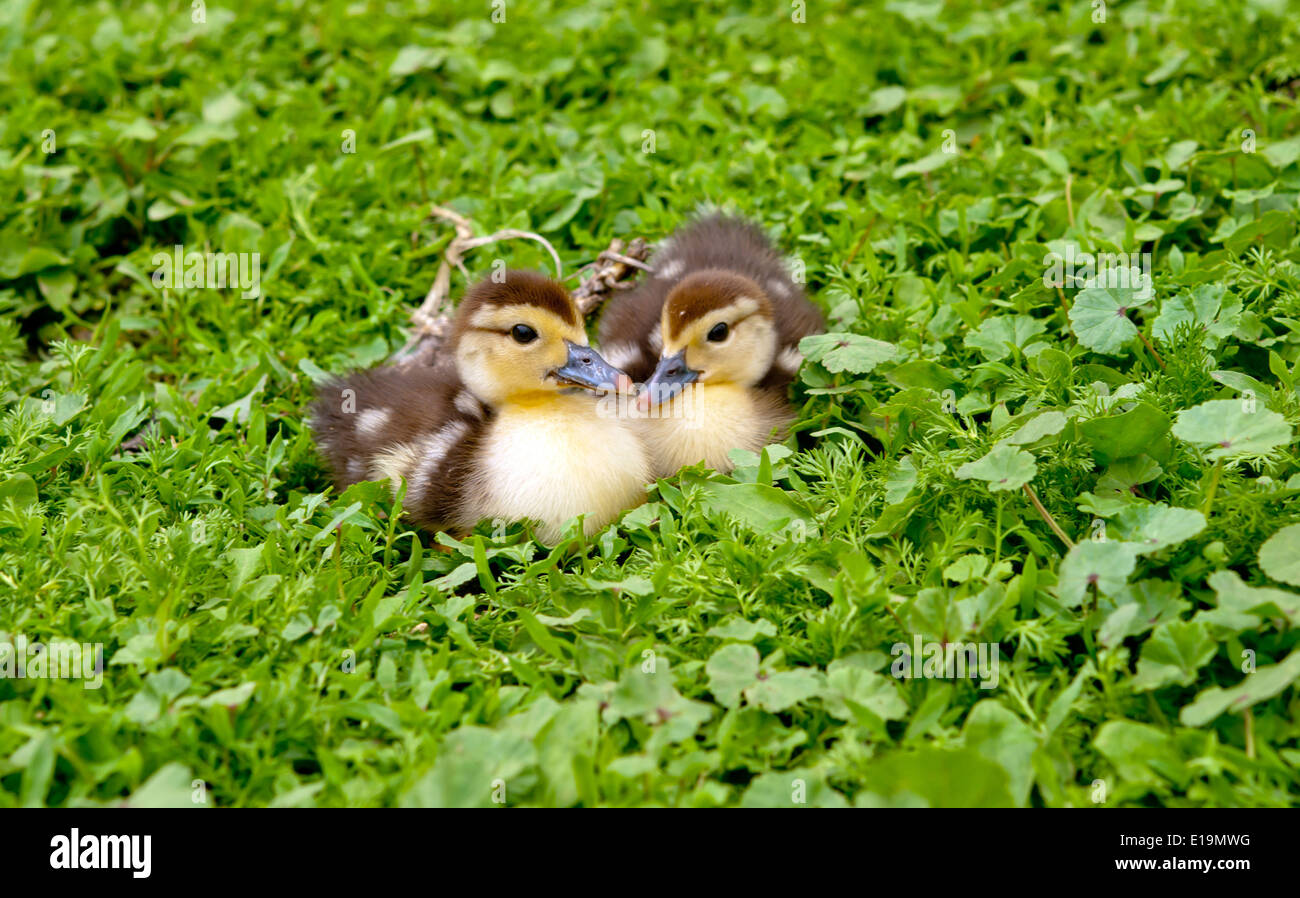 two muscovy duck chickens close up Stock Photo - Alamy
