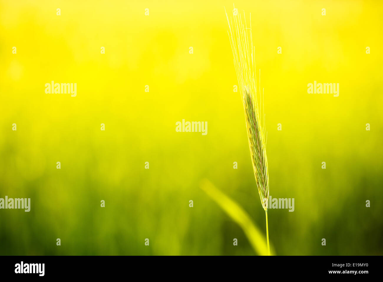 Single wheat stem on white hi-res stock photography and images - Alamy